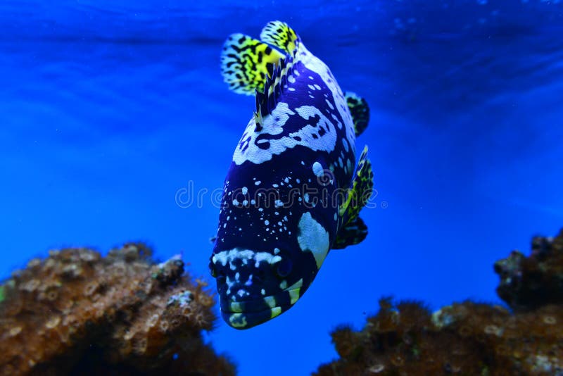Ocean exotic fish stock image. Image of fish, aquarium - 40225253