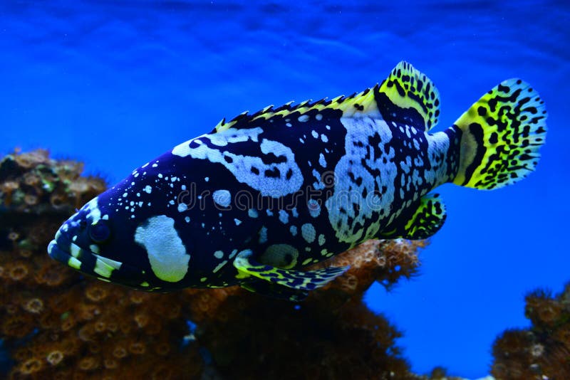 Ocean exotic fish stock image. Image of ocean, organism - 40225281