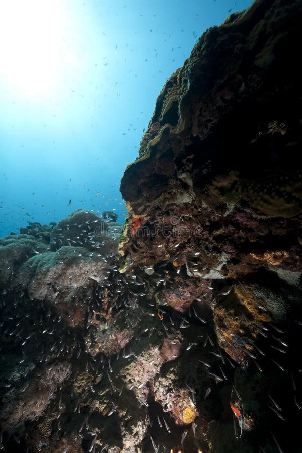 Ocean and fish stock photo. Image of sunshine, nature - 10901300