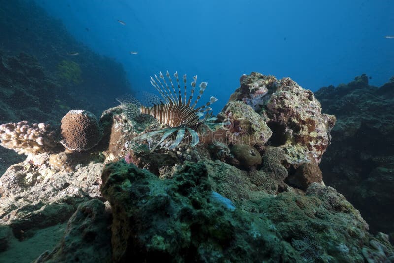 Ocean and fish stock photo. Image of marine, aquatic - 10901400
