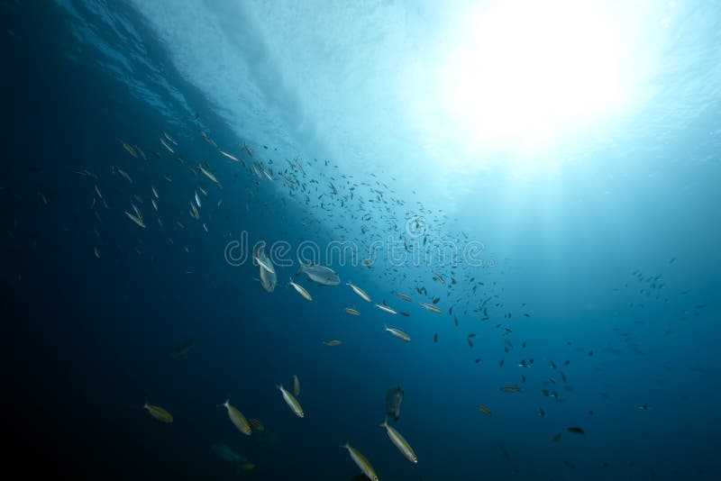 Ocean and fish stock photo. Image of tranquil, tranquility - 11430488