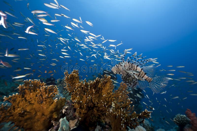 Ocean, sun and fish stock photo. Image of tropical, sunlight - 9884894