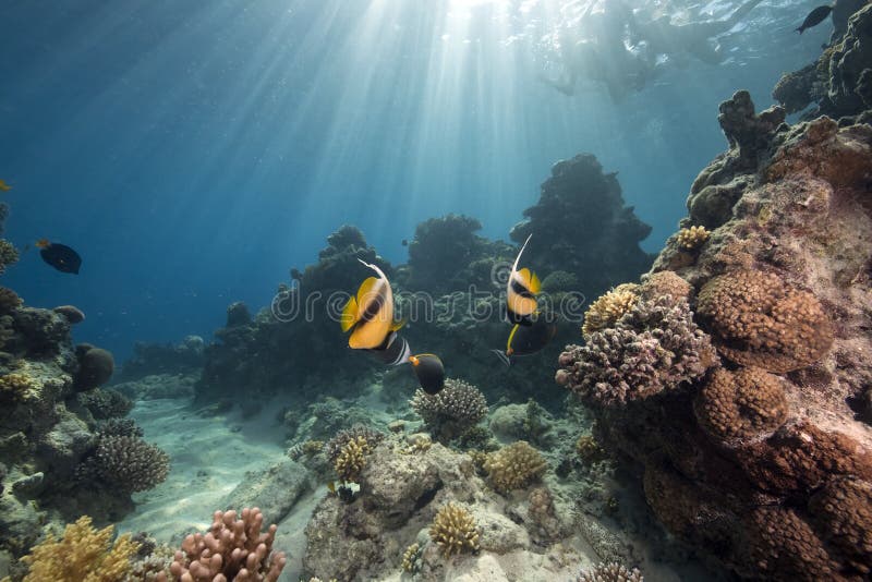 Ocean and fish stock photo. Image of submerged, summer - 11731360