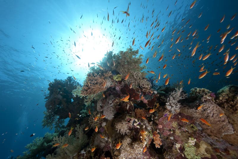 Ocean, sun and fish stock photo. Image of rays, sunlight - 9434222