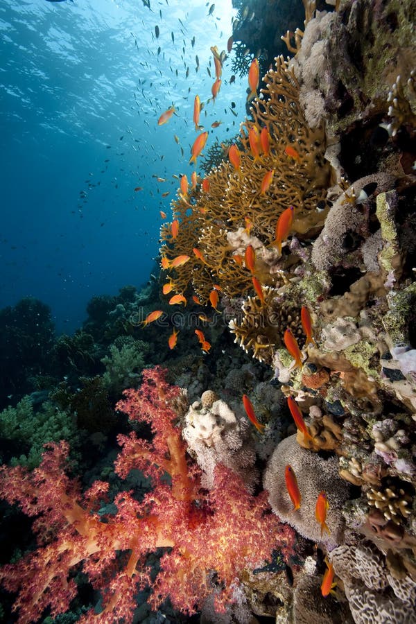 Ocean and fish stock image. Image of copy, fish, rendered - 11974139