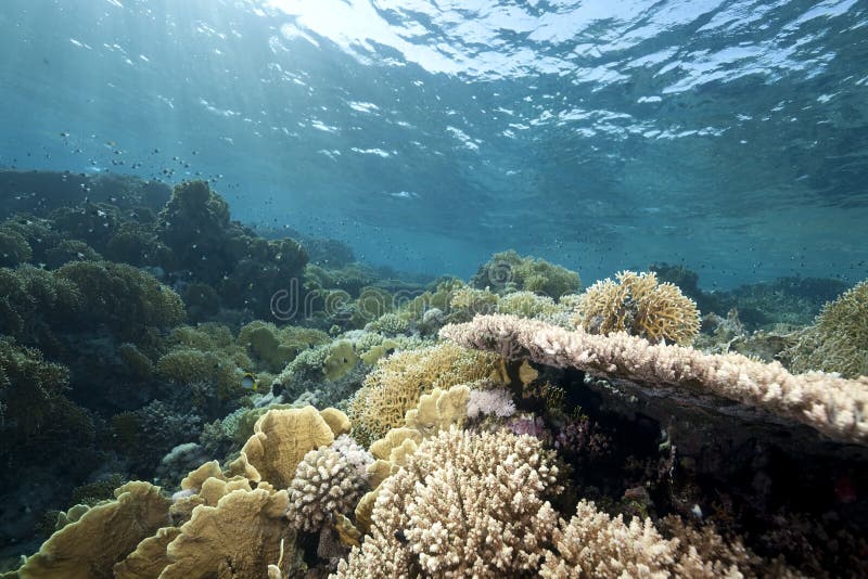 Ocean and fish stock photo. Image of rays, space, seascape - 11974152