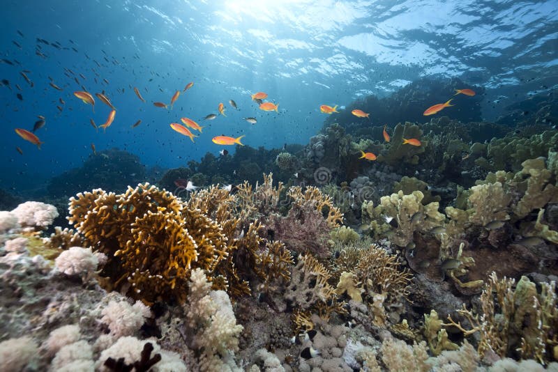 Ocean and fish stock image. Image of beneath, inviting - 11974167