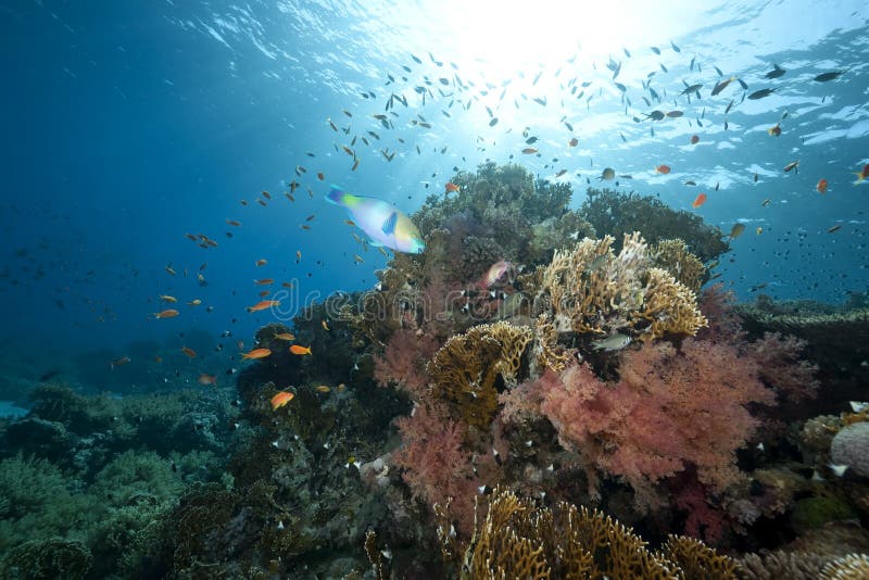 Ocean and fish stock photo. Image of scubadiver, blue - 11974172