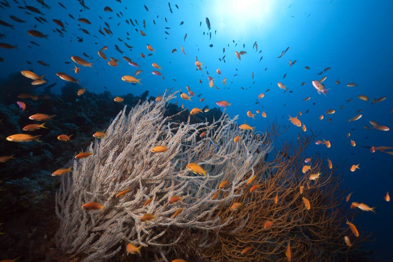 Ocean view at daylight stock image. Image of vacation - 5268653