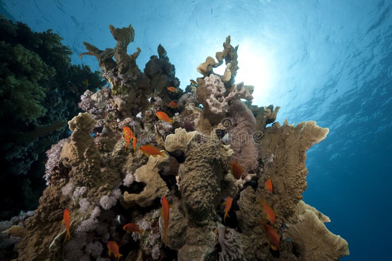 Ocean and fish stock image. Image of deep, saltwater - 14043449