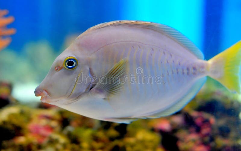 Ocean fish stock image. Image of trigger, ocean, amphirion - 17822789
