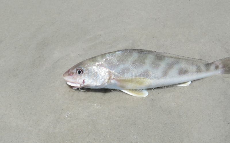 Gulf Kingfish Whiting