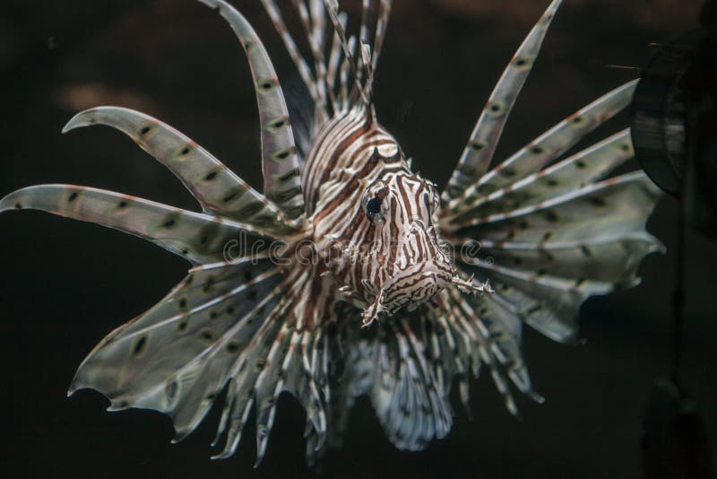 The ocean. Fish stock image. Image of fishn, coral, pterois - 98653273