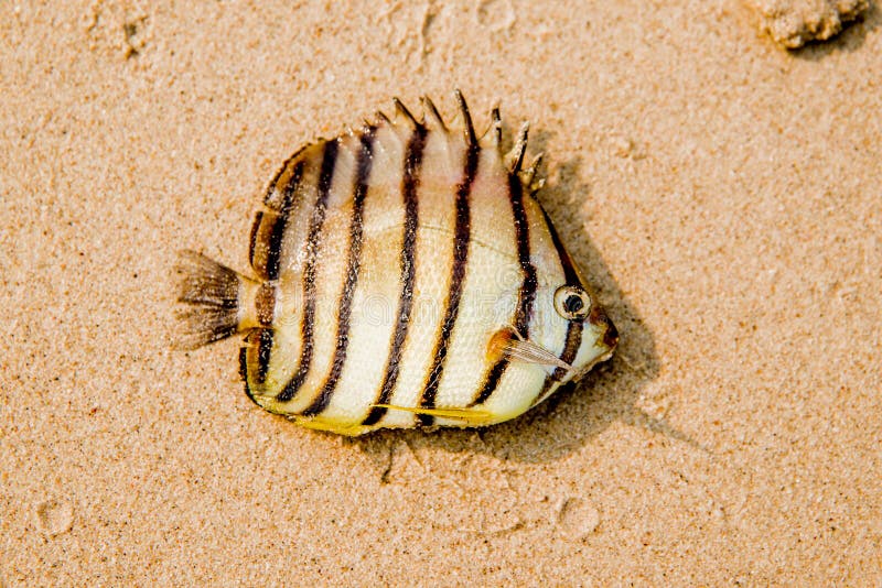 Ocean fish stock photo. Image of bass, pets, hobbies - 30765960