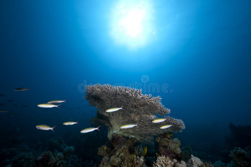 Ocean, fish and sun stock photo. Image of dive, sunbeam - 12873660
