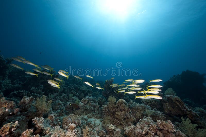 Ocean, fish and sun stock image. Image of sunrays, exotic - 12873685