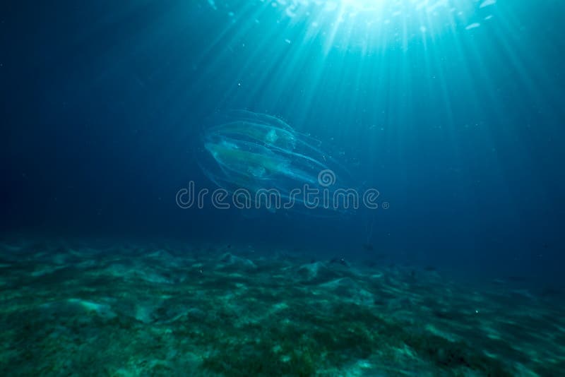 Ocean, fish and sun stock photo. Image of sunlight, tropical - 7999332