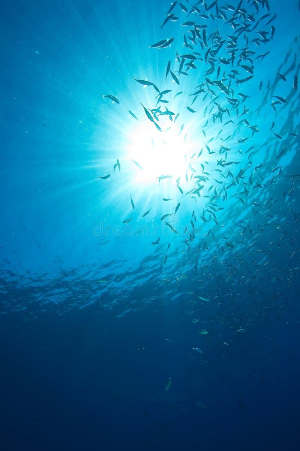 Ocean, fish and sun stock image. Image of background, blue - 8954005