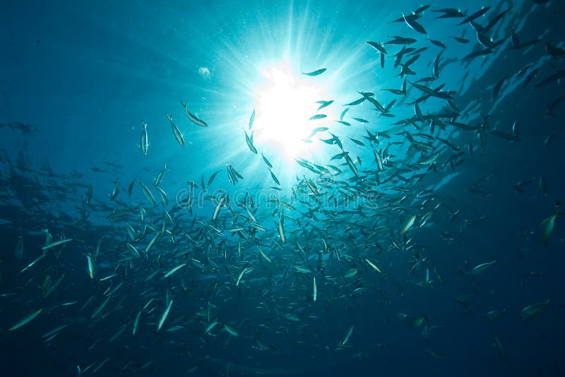 Ocean, fish and sun stock image. Image of sunlight, white - 8954023