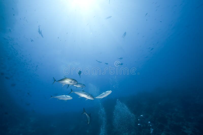 Ocean, fish and sun stock image. Image of water, hardcoral - 9910285