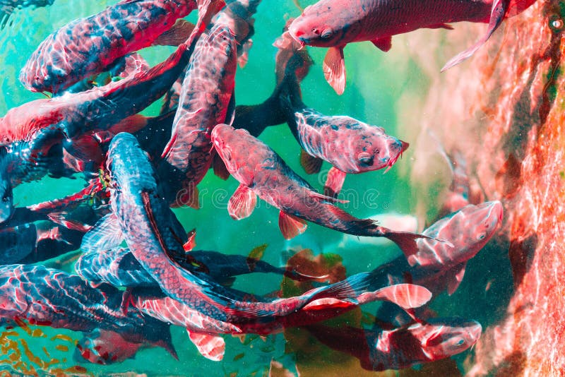 In the ocean, fish swim stock photo. Image of life, wildlife - 131931970