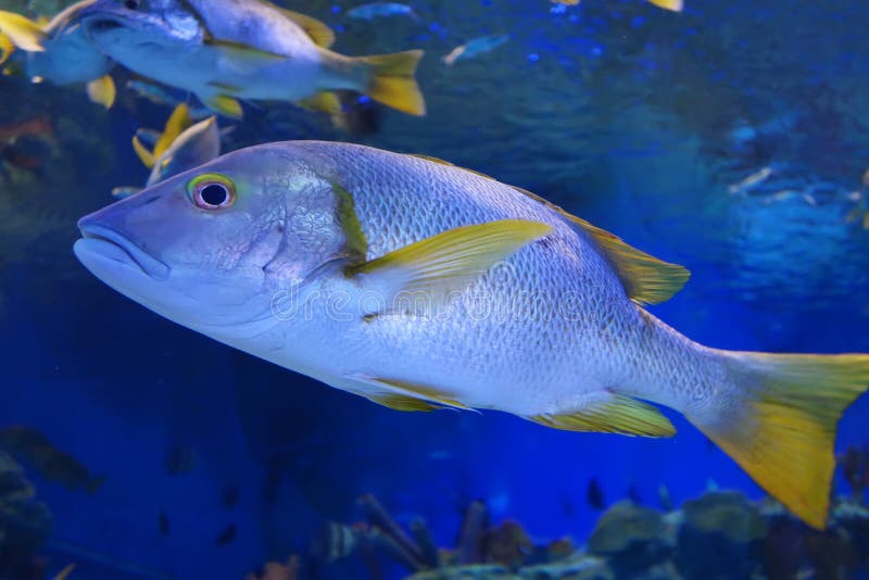 Ocean fish stock image. Image of blue, animal, aquarium - 30232145