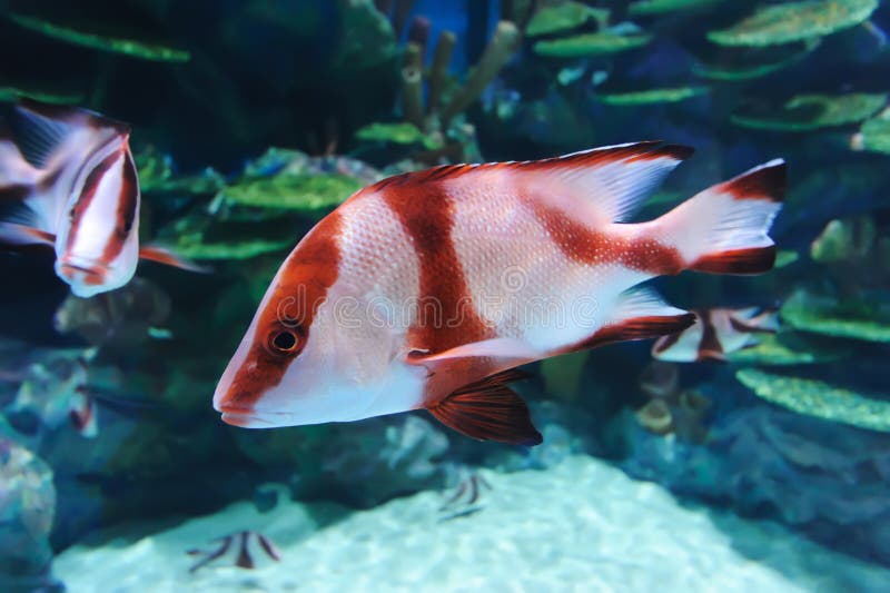 Ocean fish stock photo. Image of animal, aquatic, clear - 30232186