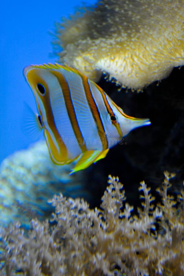 1,300+ Yellow white fish Free Stock Photos - StockFreeImages