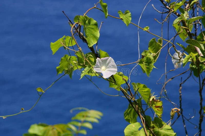 Ocean Flower stock image. Image of ocean, white, overlook - 50104227