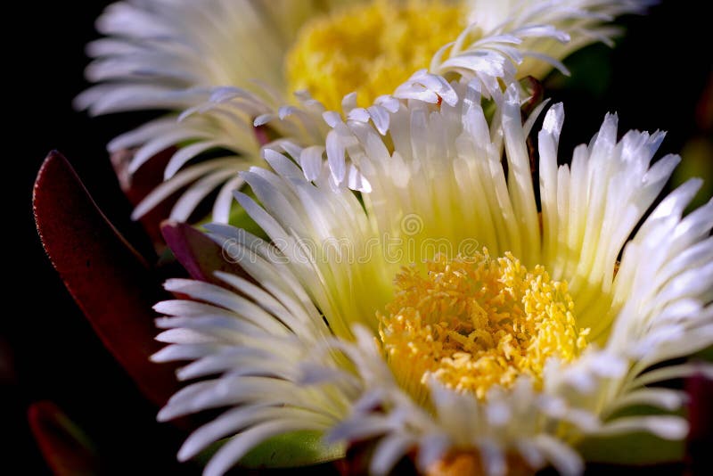 Ocean Flowers stock image. Image of francisco, flowers - 37390755