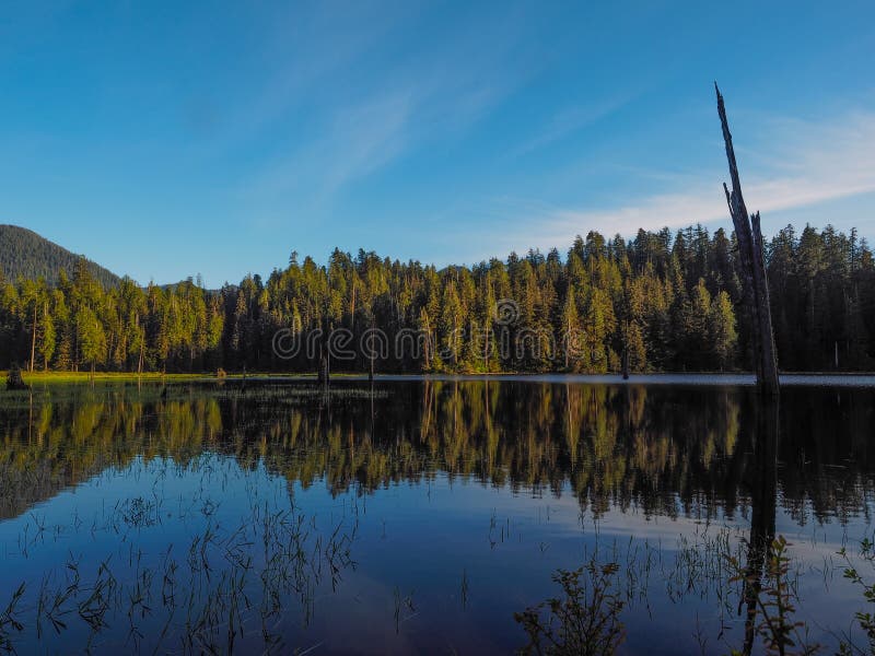 Ocean and Forest Pacific Coast Stock Image - Image of lonely, inland ...