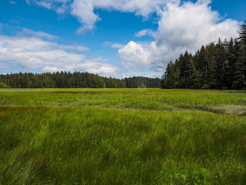 Ocean and Forest Pacific Coast Stock Image - Image of sound, inland ...