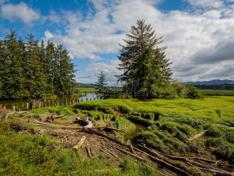 Ocean and Forest Pacific Coast Stock Image - Image of lonely, inland ...