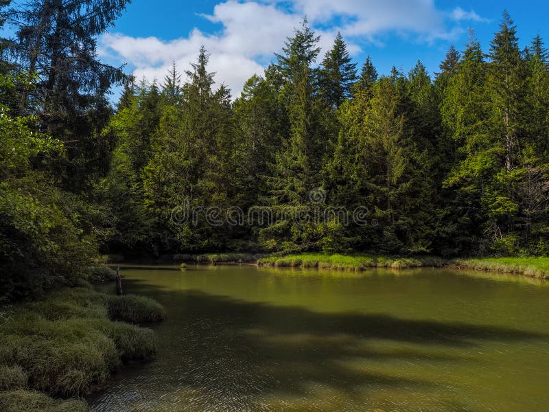 Ocean and Forest Pacific Coast Stock Image - Image of inland, pacific ...