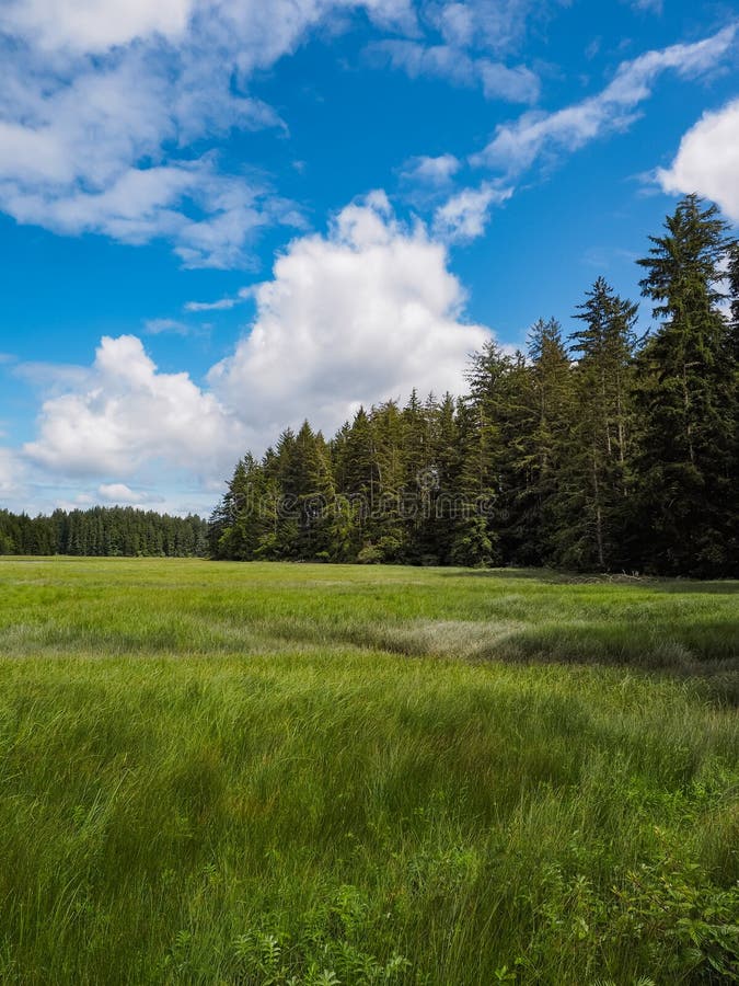 Ocean and Forest Pacific Coast Stock Image - Image of sound, inland ...