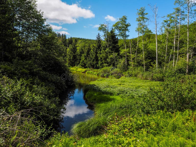 Ocean And Forest Pacific Coast Stock Image - Image of sound, inland ...