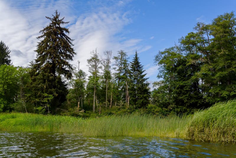 Ocean and Forest Pacific Coast Stock Photo - Image of cloudy, serenity ...