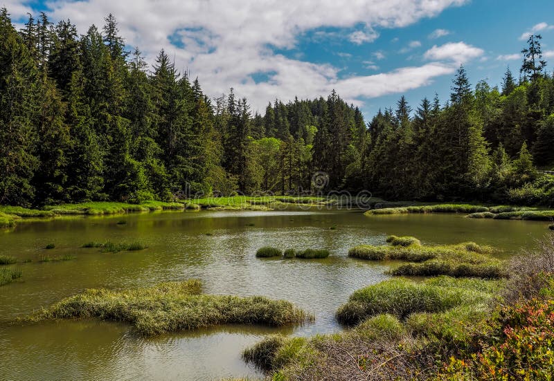 Ocean and Forest Pacific Coast Stock Image - Image of sound, inland ...