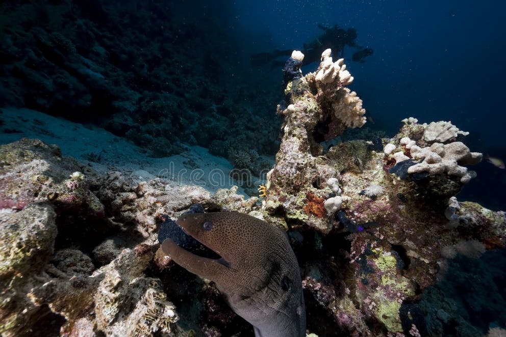 Ocean and giant moray stock image. Image of saltwater - 11432185