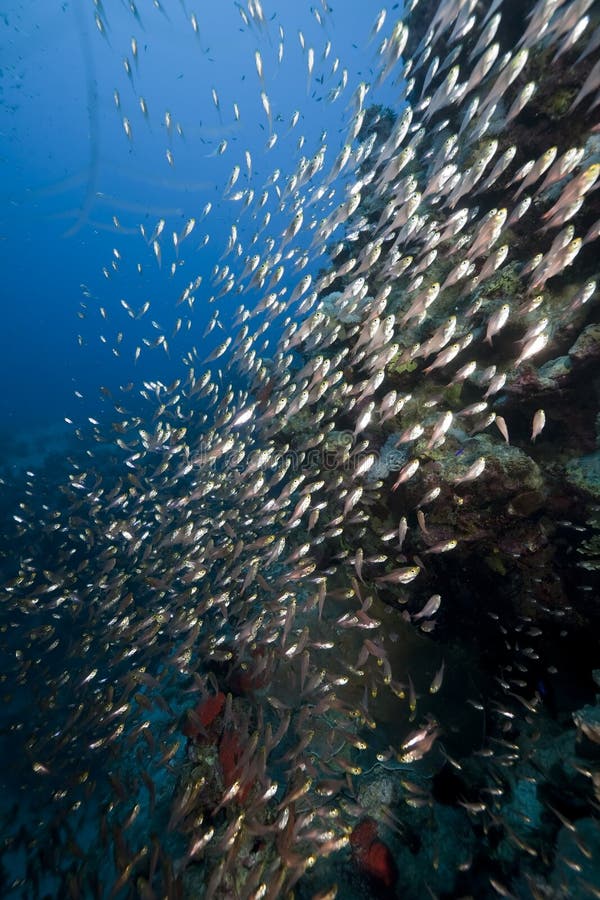 Ocean and glassfish stock photo. Image of scuba, seascape - 11687578