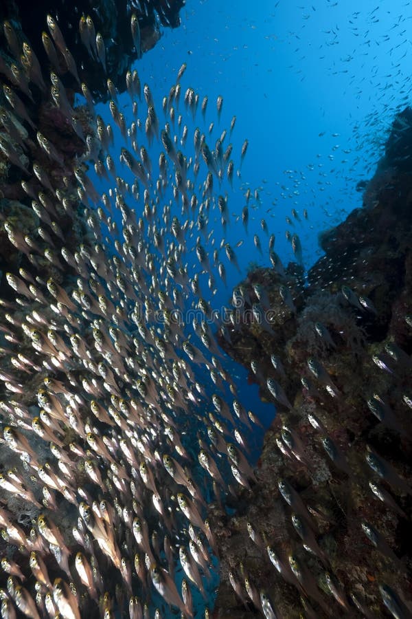 Ocean and glassfish stock image. Image of beneath, diving - 11688183