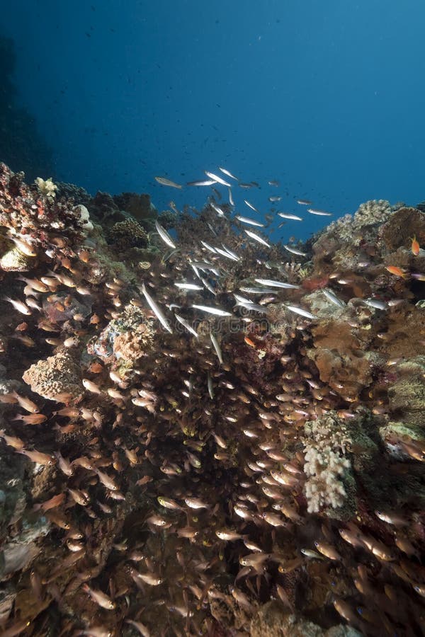 Ocean, Glassfish and Barracudas Stock Image - Image of barracuda ...
