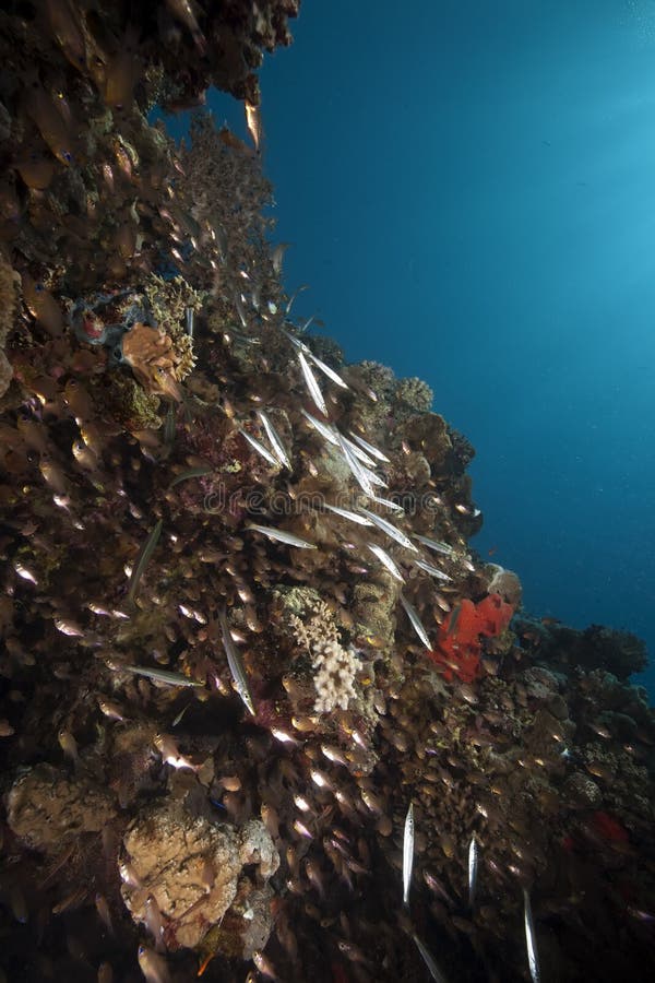 Ocean, Glassfish and Barracudas Stock Photo - Image of deep, aquatic ...