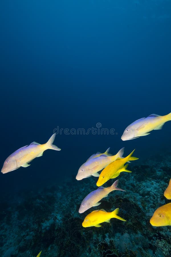 Ocean and goatfish stock image. Image of fish, submerged - 11737147