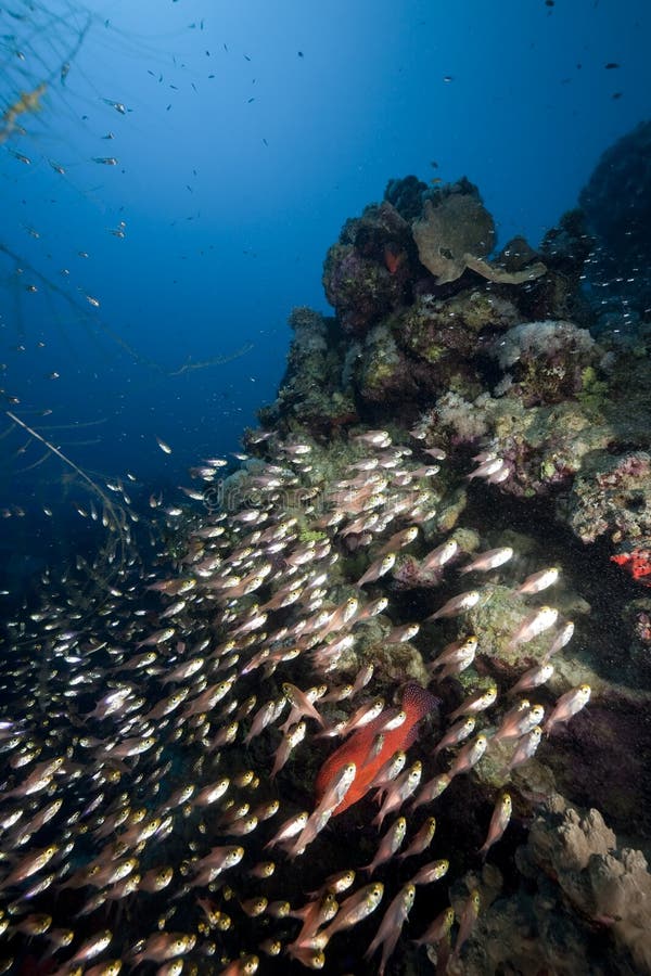 Ocean and golden sweepers stock photo. Image of calm - 11731846