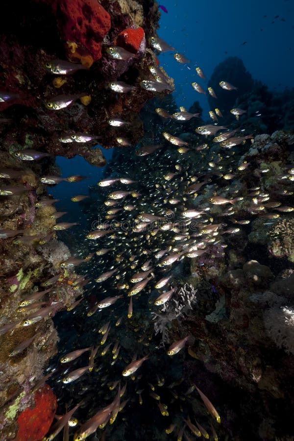 Ocean and golden sweepers stock photo. Image of scenes - 11731866