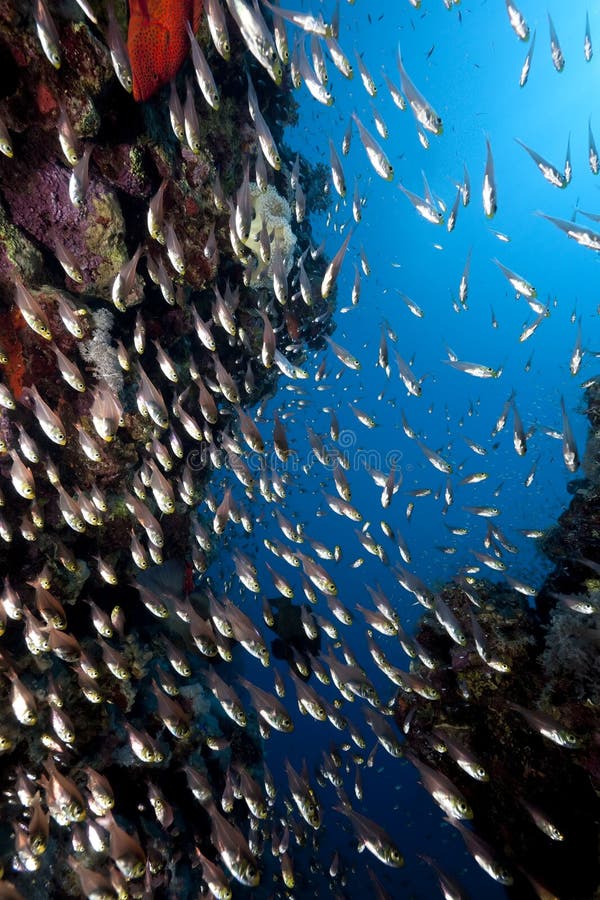 Ocean and golden sweepers stock photo. Image of ocean - 11732048