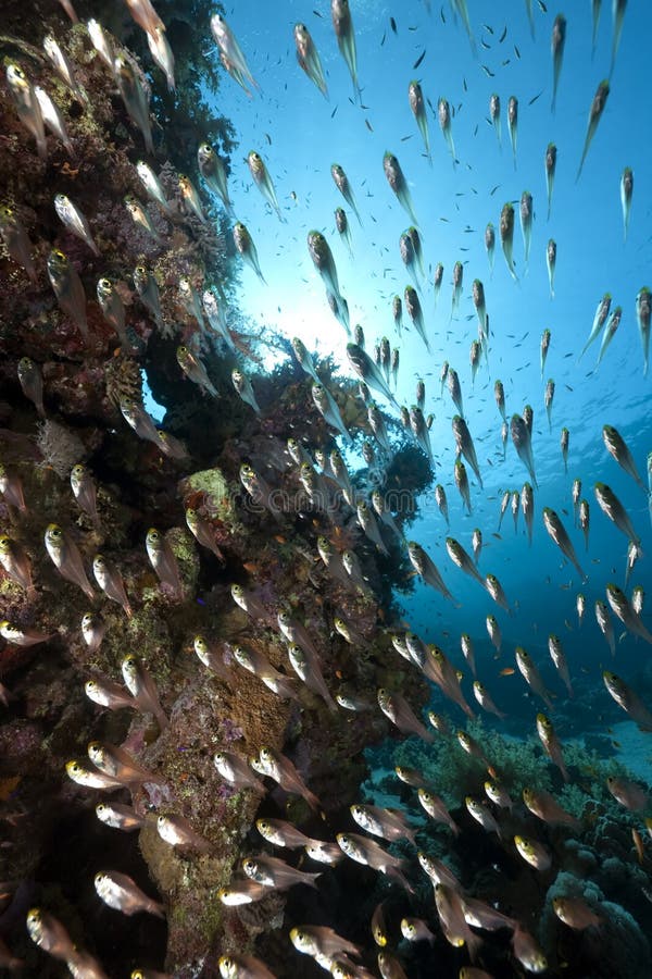 Ocean and golden sweepers stock image. Image of copy - 11973455