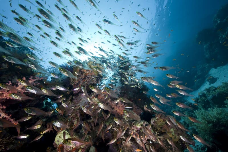 Ocean and golden sweepers stock photo. Image of coral - 11973482