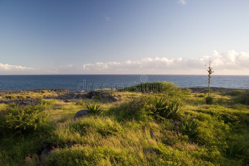 Ocean greenery stock photo. Image of natural, maui, coastline - 163042